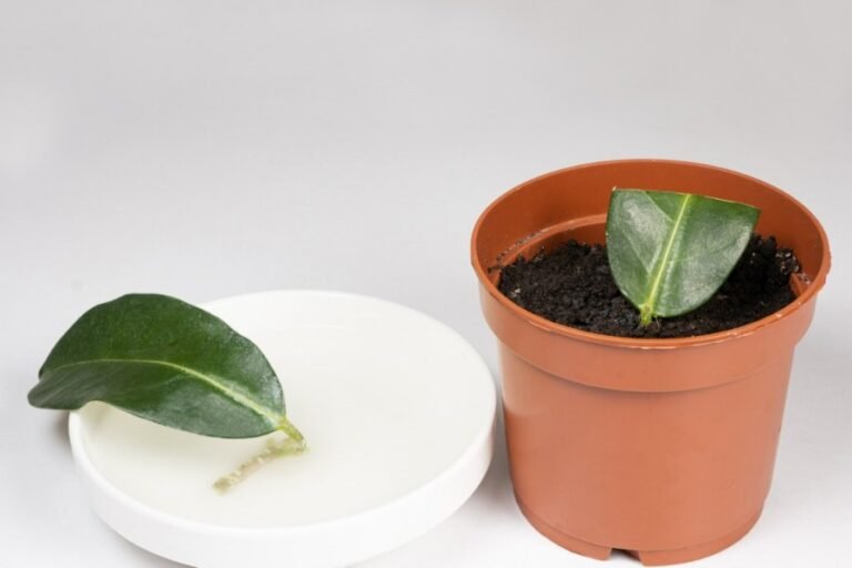 Stem Cutting Vs Leaf Cutting: What's The Difference?