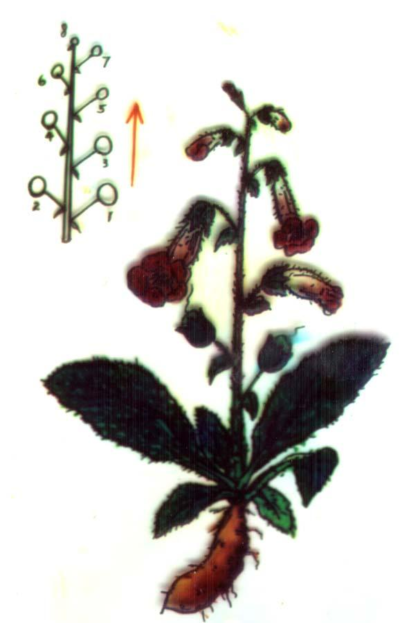 Floral Anatomy And Reproductive Morphology: The Ultimate Botanical ...