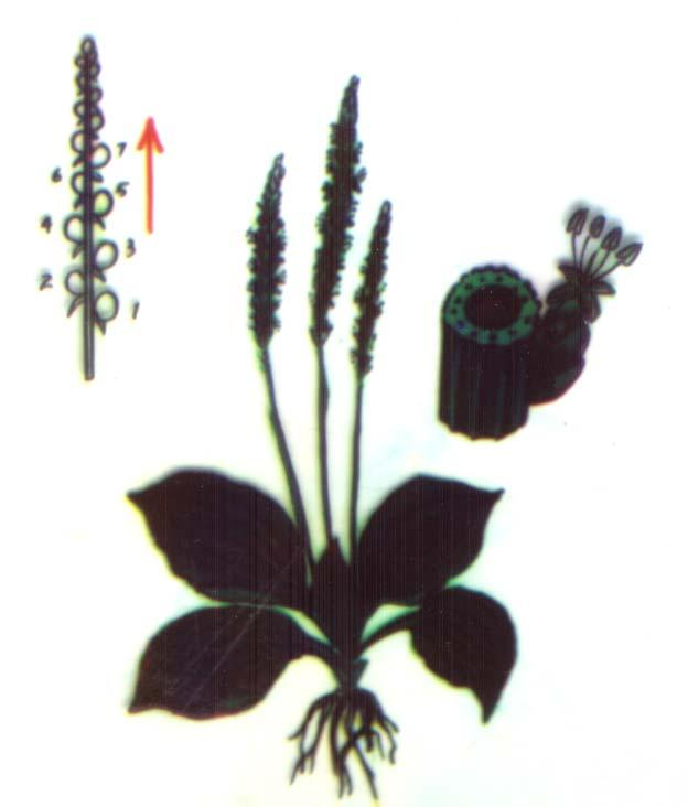 Floral Anatomy And Reproductive Morphology: The Ultimate Botanical ...