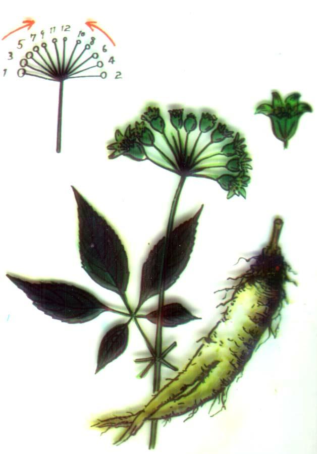 Floral Anatomy And Reproductive Morphology: The Ultimate Botanical ...