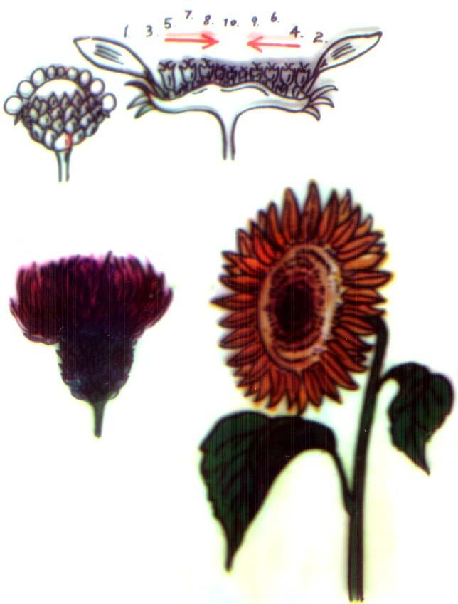 Floral Anatomy And Reproductive Morphology: The Ultimate Botanical ...